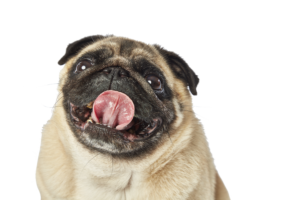 Provet Vi • Veterinary Instrumentation Australia