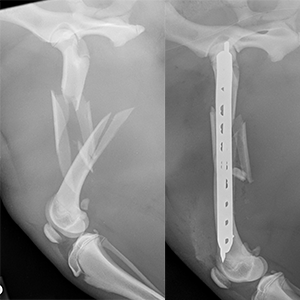 Provet Vi • Veterinary Instrumentation Australia