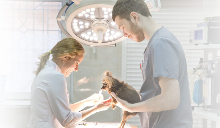 Provet Vi • Veterinary Instrumentation Australia