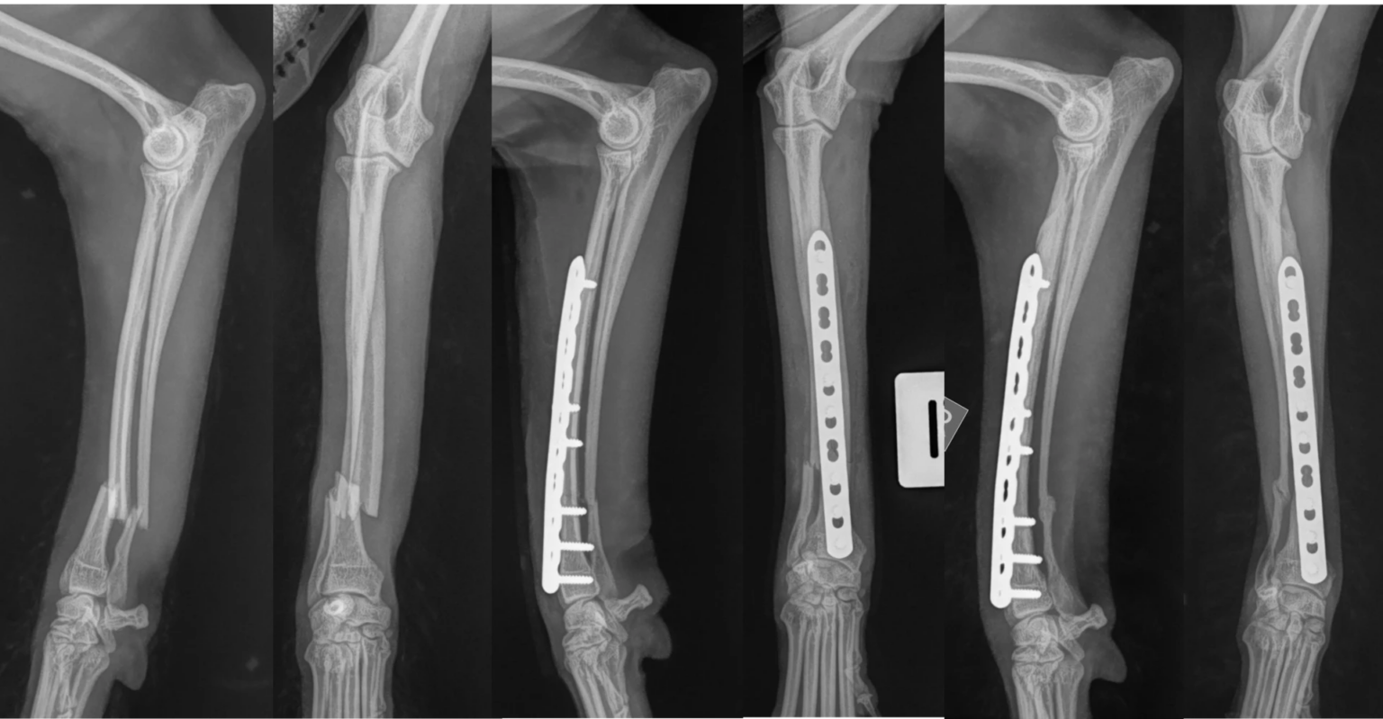 Provet Vi • Veterinary Instrumentation Australia