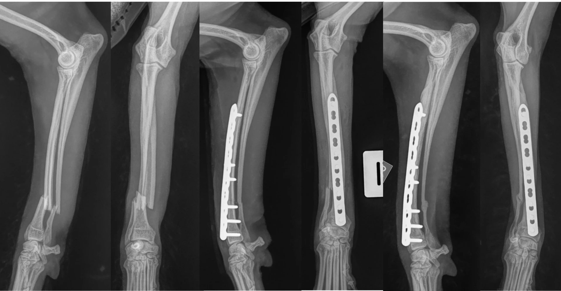 Provet Vi • Veterinary Instrumentation Australia